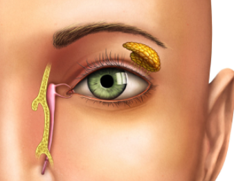 Ophthalmologist Clinic in Andheri, Mumbai | Dr. Seema Behl